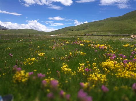 Sichuan Garze Tagong Grassland Tour China Tours Westchinago