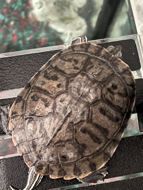 Whats Wrong With My Turtles Shell R Redearedsliders