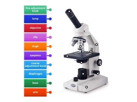 Identify The Structure Of Microscope Labelled Diagram