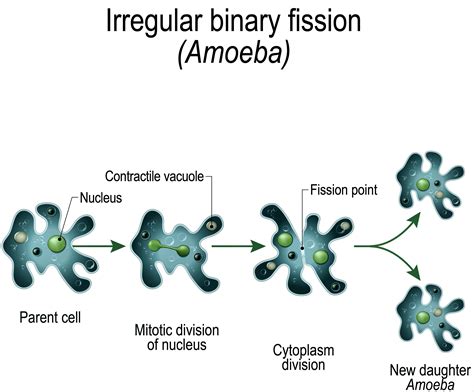 Binary Fission Amoeba