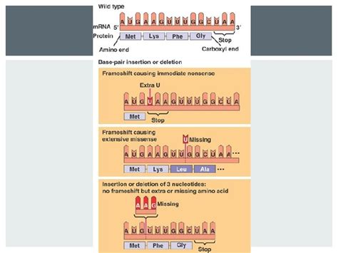 Whats A Mutagen What Does A Mutation Do