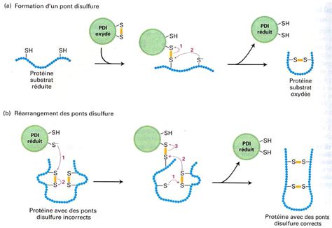 Transfert des protéines dans les membranes et organites Cours de biologie sur eBiologie fr