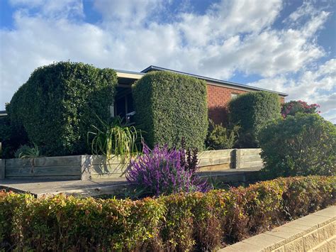hedging gardenworx