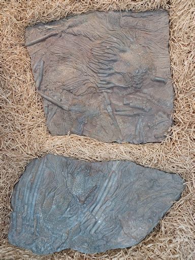 Large Crinoid Fossil Texas Toy Distribution