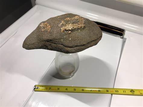 Giant Bivalve Fossil Id The Fossil Forum