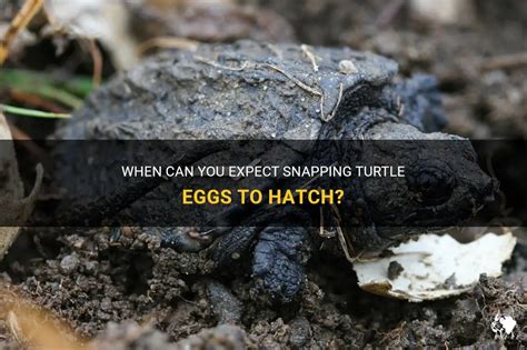 When Can You Expect Snapping Turtle Eggs To Hatch PetShun