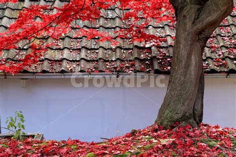 가을단풍 바탕화면 가을 기와지붕 가을풍경 사진 이미지 일러스트 캘리그라피 지산작가
