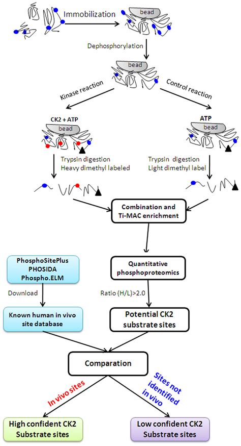 The Integrated Phosphoproteomics Workflow Developed For Global