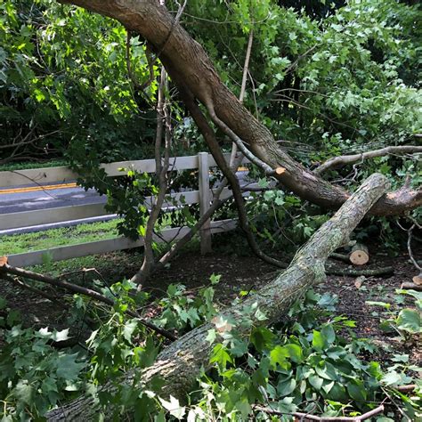 Improve Safety Safety Tree Service