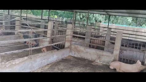 Assam Pig Farm Youtube