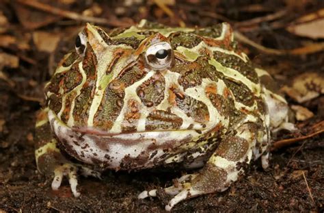 Pac Man Frogs South American Horned Frogs Care Sheet Reptiles Cove