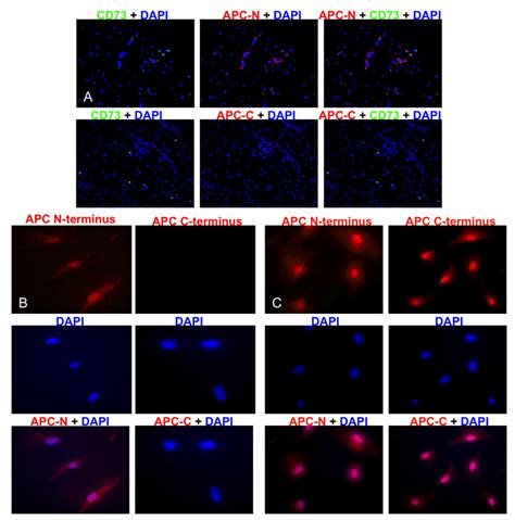 Mscs Expressed Only The Apc N Terminus Consistent With Somatic Apc