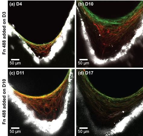 Fibronectin Organisation Download Scientific Diagram