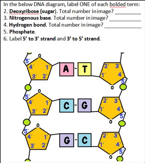 Dna Diagram Deoxyribose