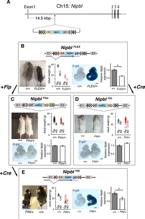 Flex Alleles Allow Successive Toggling Between Mutant And Wildtype