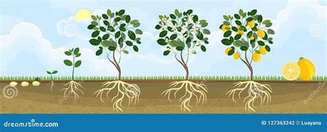 Life Cycle Of Lemon Tree Stages Of Growth From Seed And Sprout To