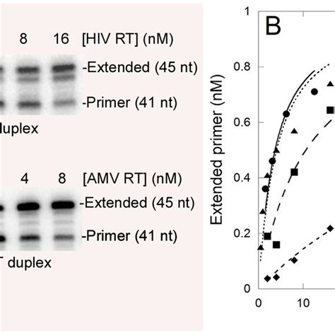 Example Of Assays And Plots Used To Determine Kd Values For The Duplex Download Scientific