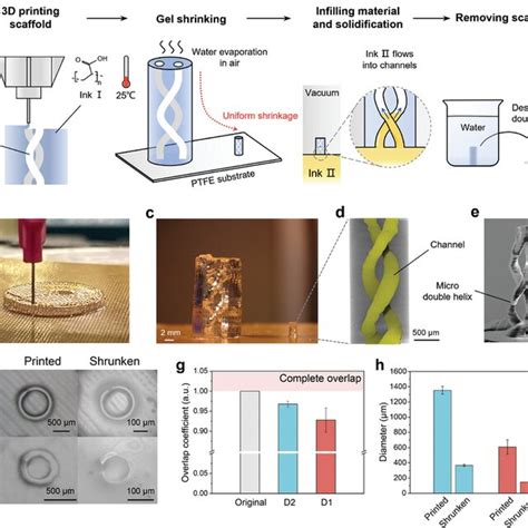 The Shrinking Behavior Of 3d Printed Scaffolds A Optical Microscope Download Scientific