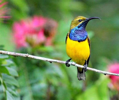 Sunbird Bird