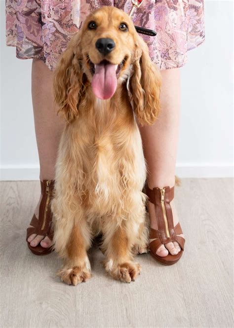 Grooming Pamper Paws