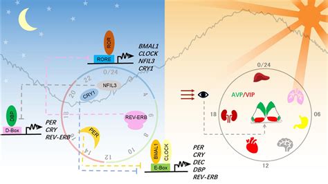 Frontiers Circadian Clock Controlled Checkpoints In The Pathogenesis Of Complex Disease