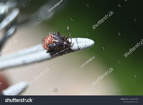 4 Orange Tortoise Spider 스톡 사진 이미지 및 사진 Shutterstock