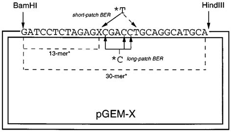 Dna Substrate Used In The In Vitro Base Excision Repair Assay Circular Download Scientific