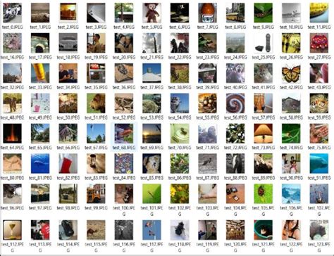 random images within the dataset download scientific diagram