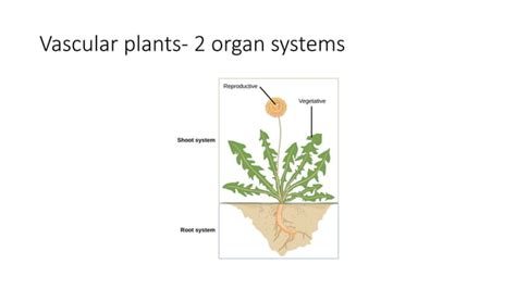 Anatomy Of Angiosperms Beginners Lecture 2pptx