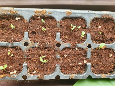 텃밭작물 상추 심는시기 씨앗 파종시기 모종 심기 키우기 네이버 블로그