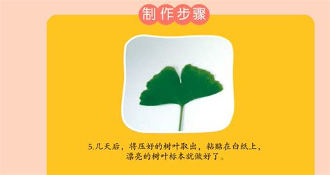 树叶标本的快速制作方法 360新知