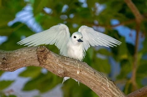 White Terns Backcountry Gallery Photography Forums