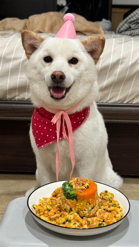 阿哺 Rbu 🫳🏻🐶：不要摸啦聽不懂狗話膩！ Instagram