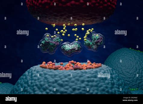 Toxin release -Fotos und -Bildmaterial in hoher Auflösung – Alamy