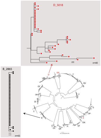 A Maximum Likelihood Phylogenetic Tree Was Reconstructed Using Fastree2 Download Scientific