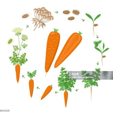 당근 식물 성장 단계 인포 그래픽 요소입니다 씨앗에서 당근의 성장 과정 성숙한 Taproot 흰색 배경 벡터 평면에 고립 된 격 년 식물의 수명 주기 당근에 대한 스톡 벡터
