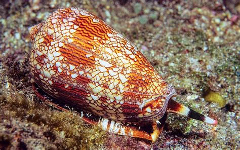 Poisonous Geography Cone Snail Cousine Island Seychelles