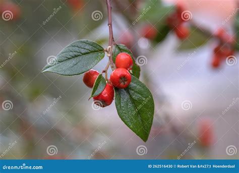 Close Up Cotoneaster Berries At Amsterdam The Netherlands 3 10 2022