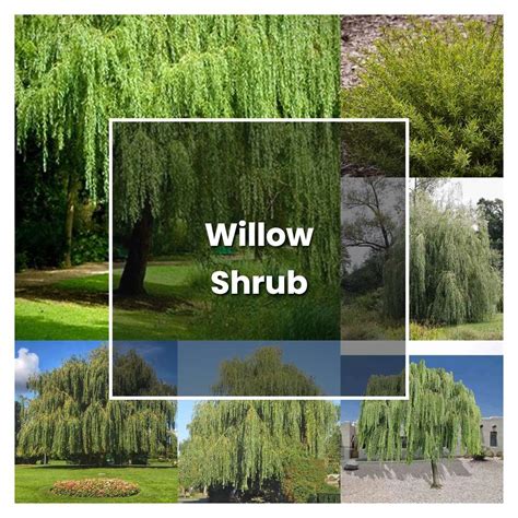 How To Grow Willow Shrub Plant Care And Tips Norwichgardener