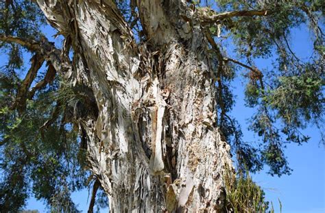 Bark Of The Flax Paperbark Tree Or Melaleuca Linariifolia In Laguna