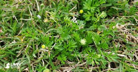 5 Common Summer Lawn Weeds Lawn Solutions Australia