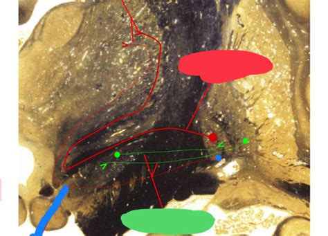 Basal Nuclei Flashcards Quizlet Basal Nuclei Flashcards Quizlet