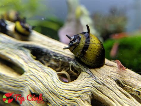 Ốc Nerita Gai Chuyên Diệt Rêu Xanh Bám Kính