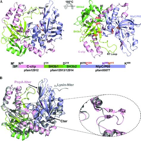 Three Dimensional Structure Of Phdp Pnpa A Cartoon Representation Of Download Scientific