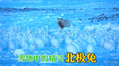 北极兔，雪地中的白色精灵腾讯新闻