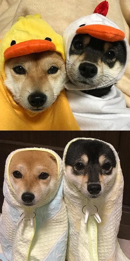 情侶狗狗秀恩愛，真是羨煞旁人！ 每日頭條