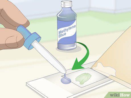 Image Titled Prepare Microscope Slides Step Microscope Activity Microscope Slides Methylene