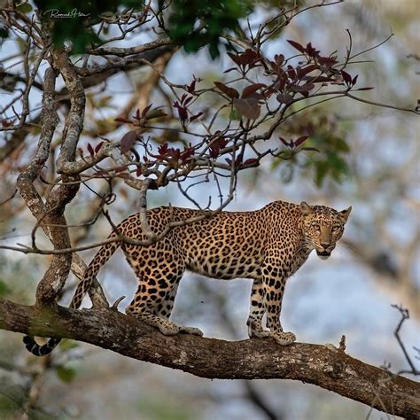 Indian Leopard Facts What Do They Eat Where To Spot Leopard