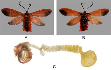 Phauda Flammans Walker 1854 A Adult Female Dorsal View B Adult