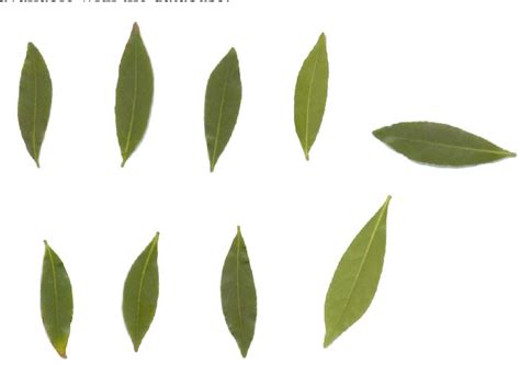 Figure From Feature Extraction Of Plant Species From Leaf Architecture Semantic Scholar